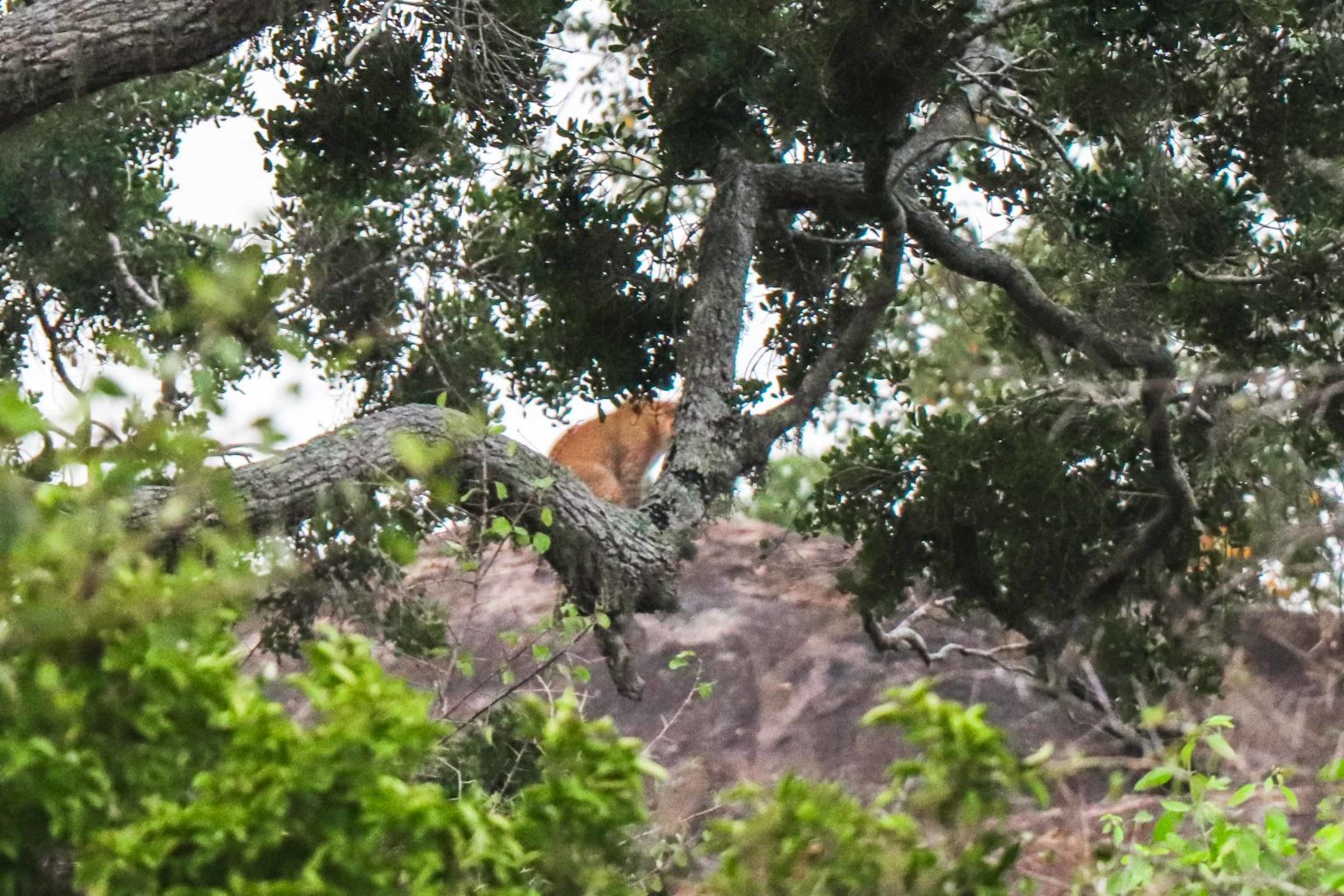 Yala National Park: The Best Place in Sri Lanka to See Leopards in the Wild