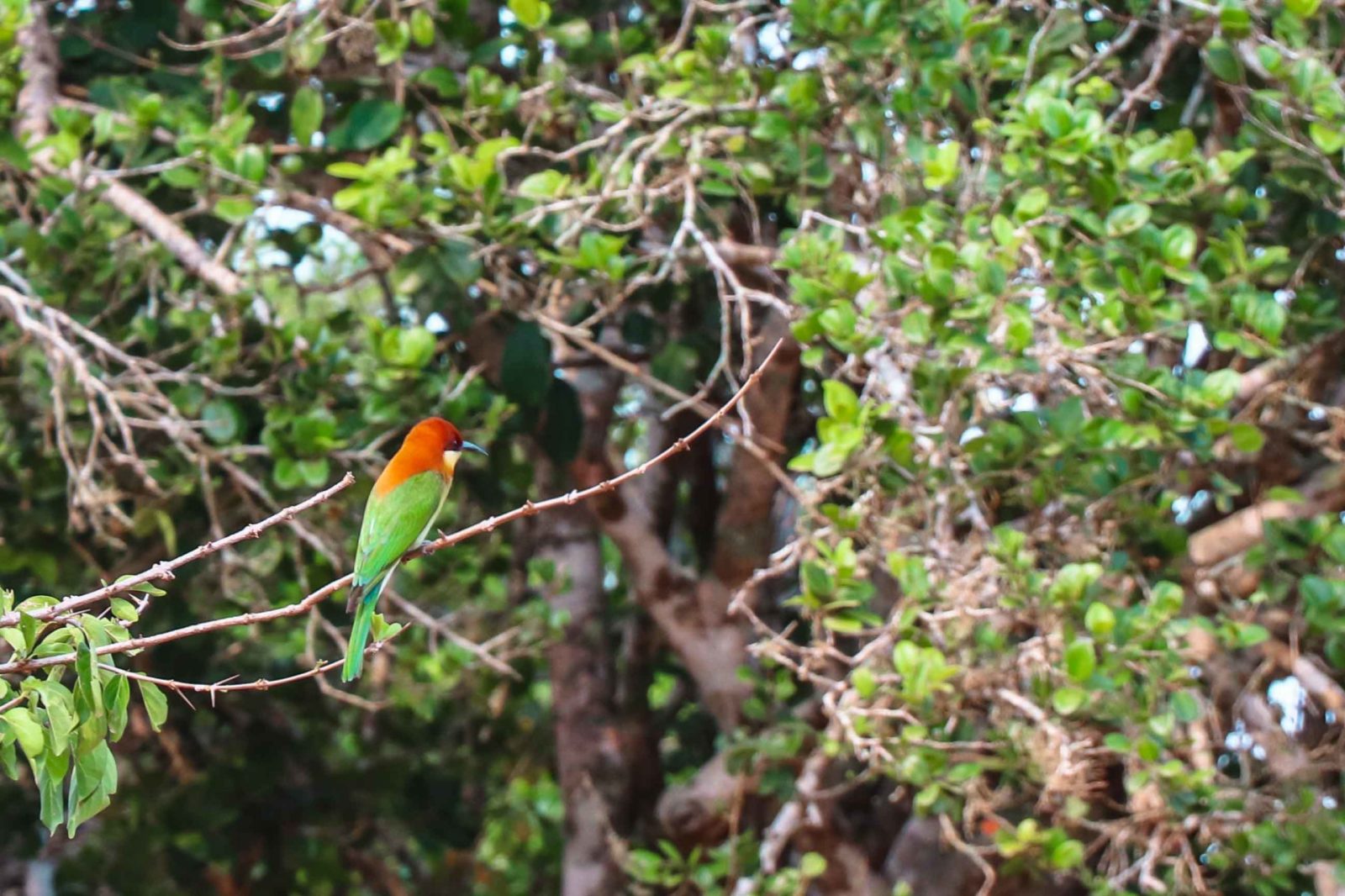 Yala National Park: The Best Place in Sri Lanka to See Leopards in the Wild