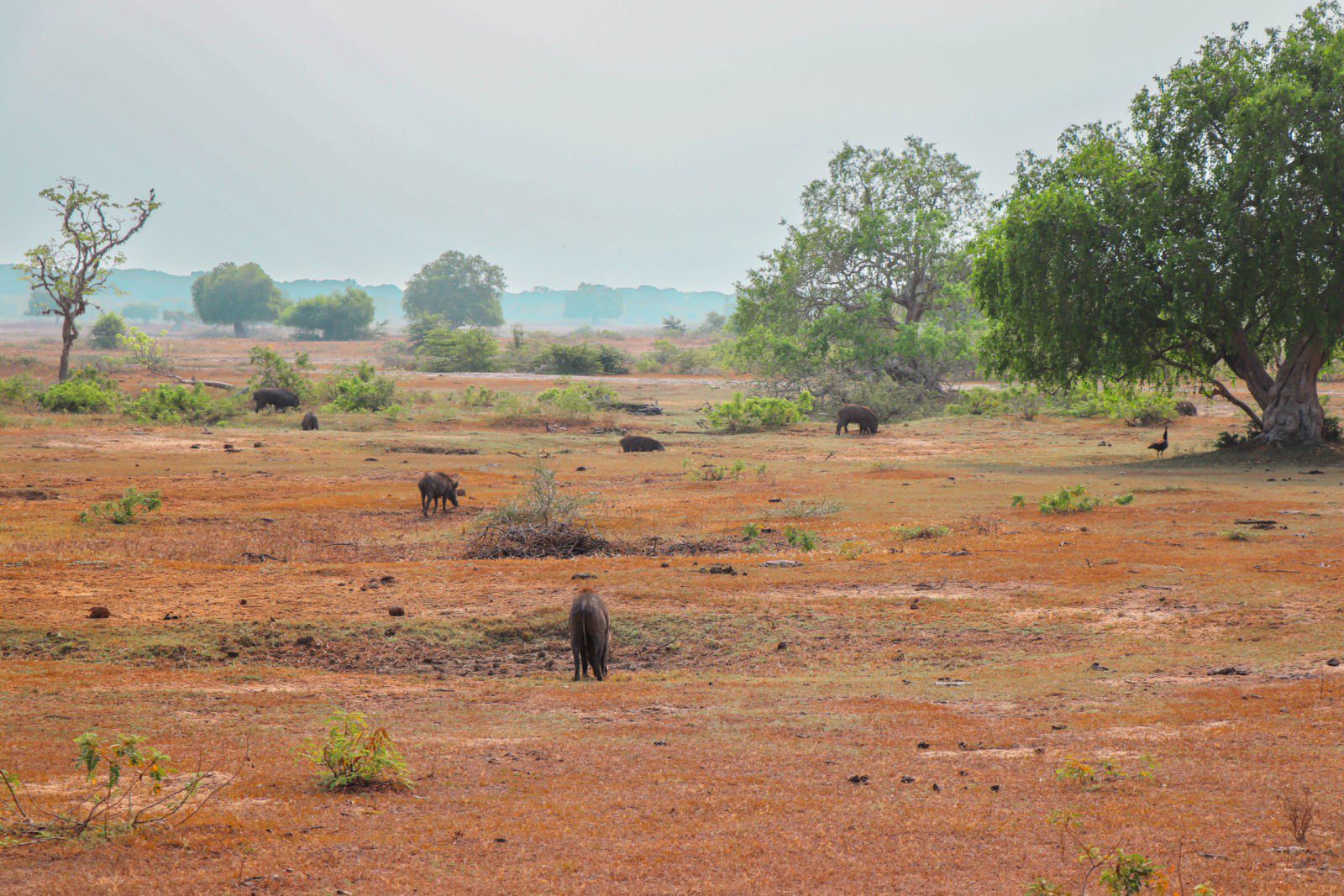 Yala National Park: The Best Place in Sri Lanka to See Leopards in the Wild