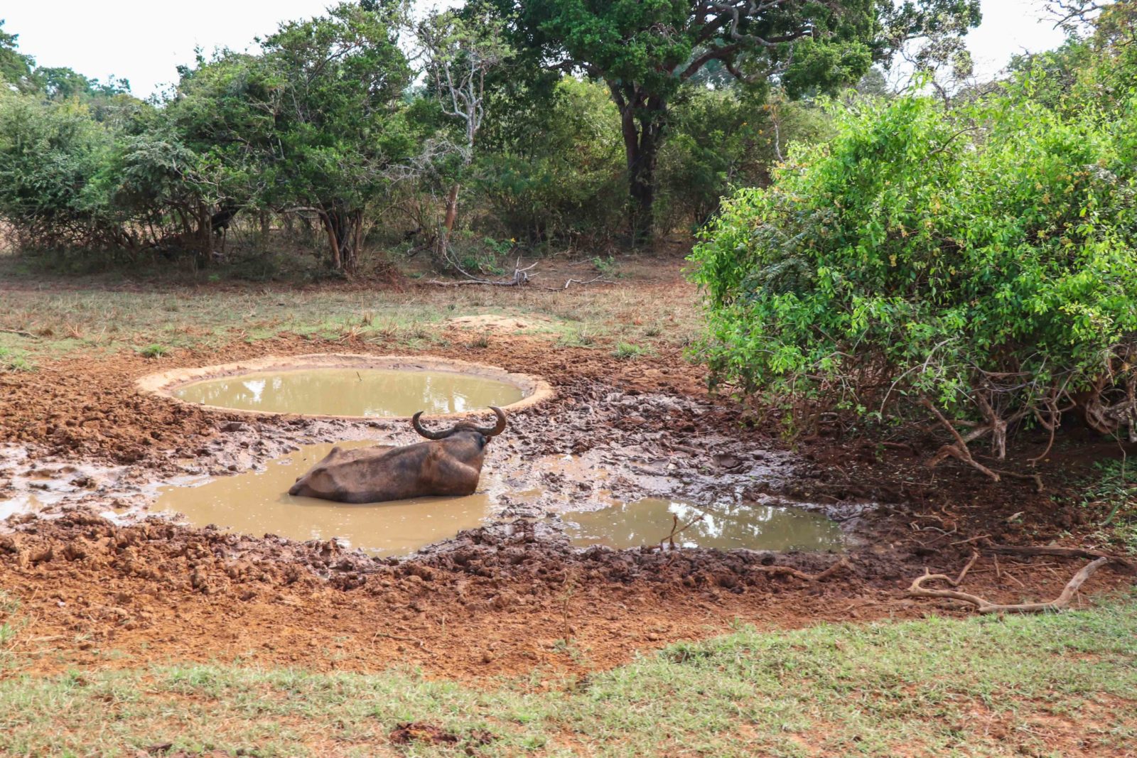Yala National Park: The Best Place in Sri Lanka to See Leopards in the Wild