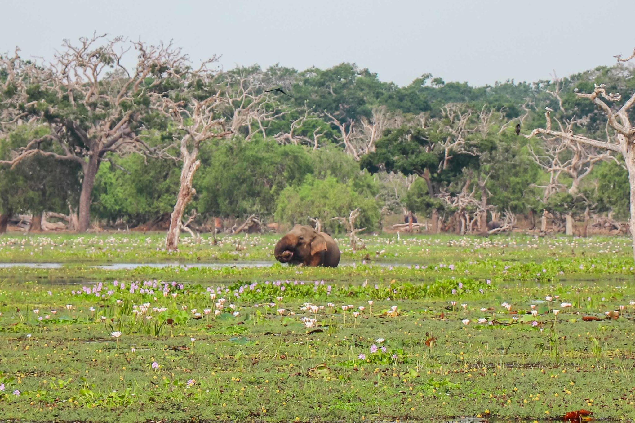 Yala National Park: The Best Place in Sri Lanka to See Leopards in the Wild