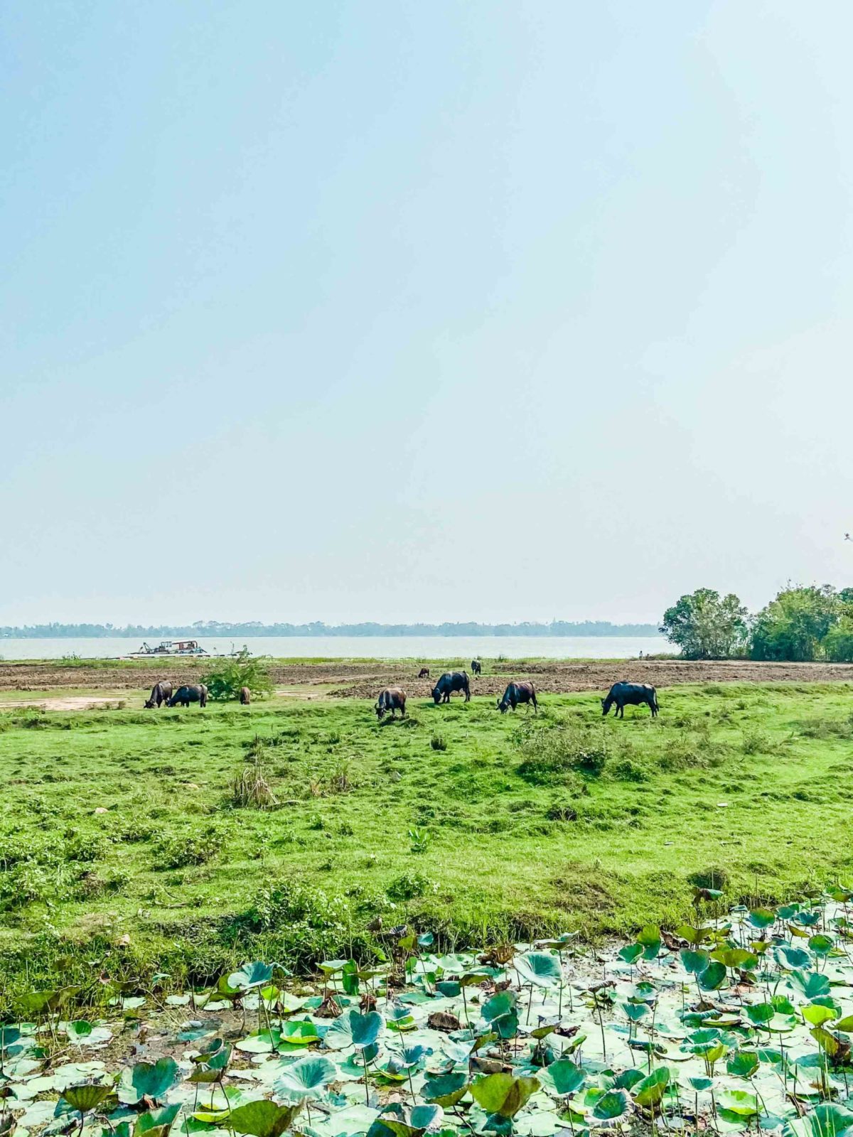 Yala National Park: The Best Place in Sri Lanka to See Leopards in the Wild