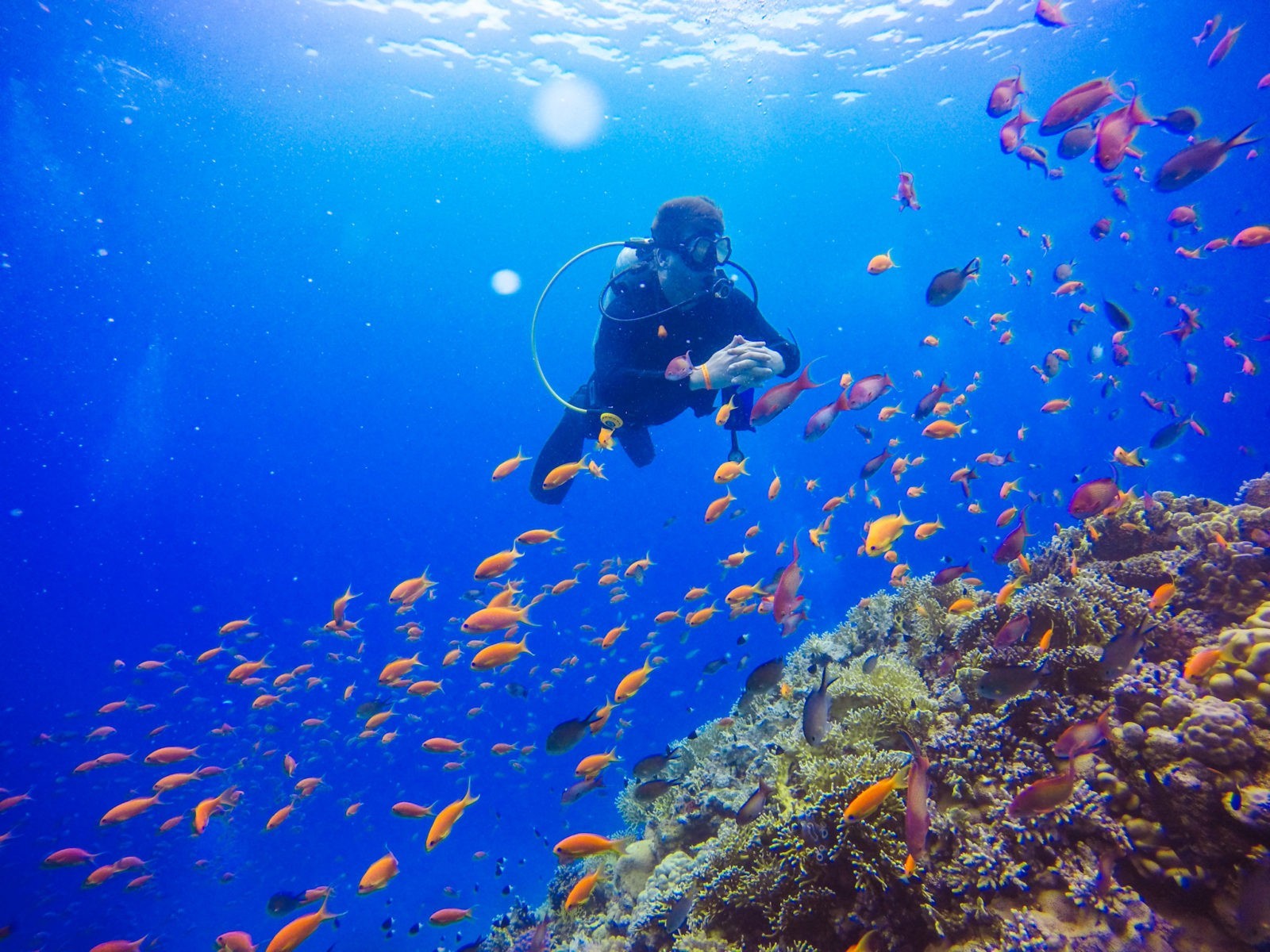 Diving in Hurghada, Egypt: Beautiful Coral Reefs and Shipwrecks