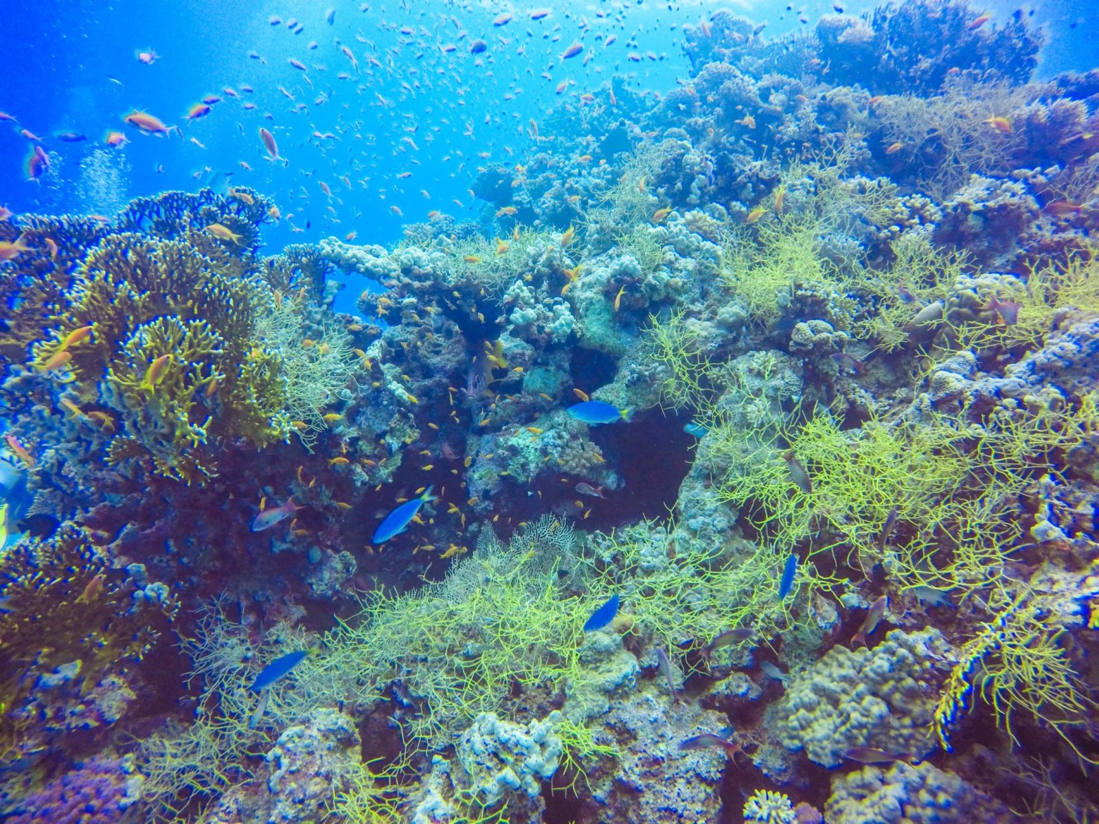 Diving in Hurghada, Egypt: Beautiful Coral Reefs and Shipwrecks
