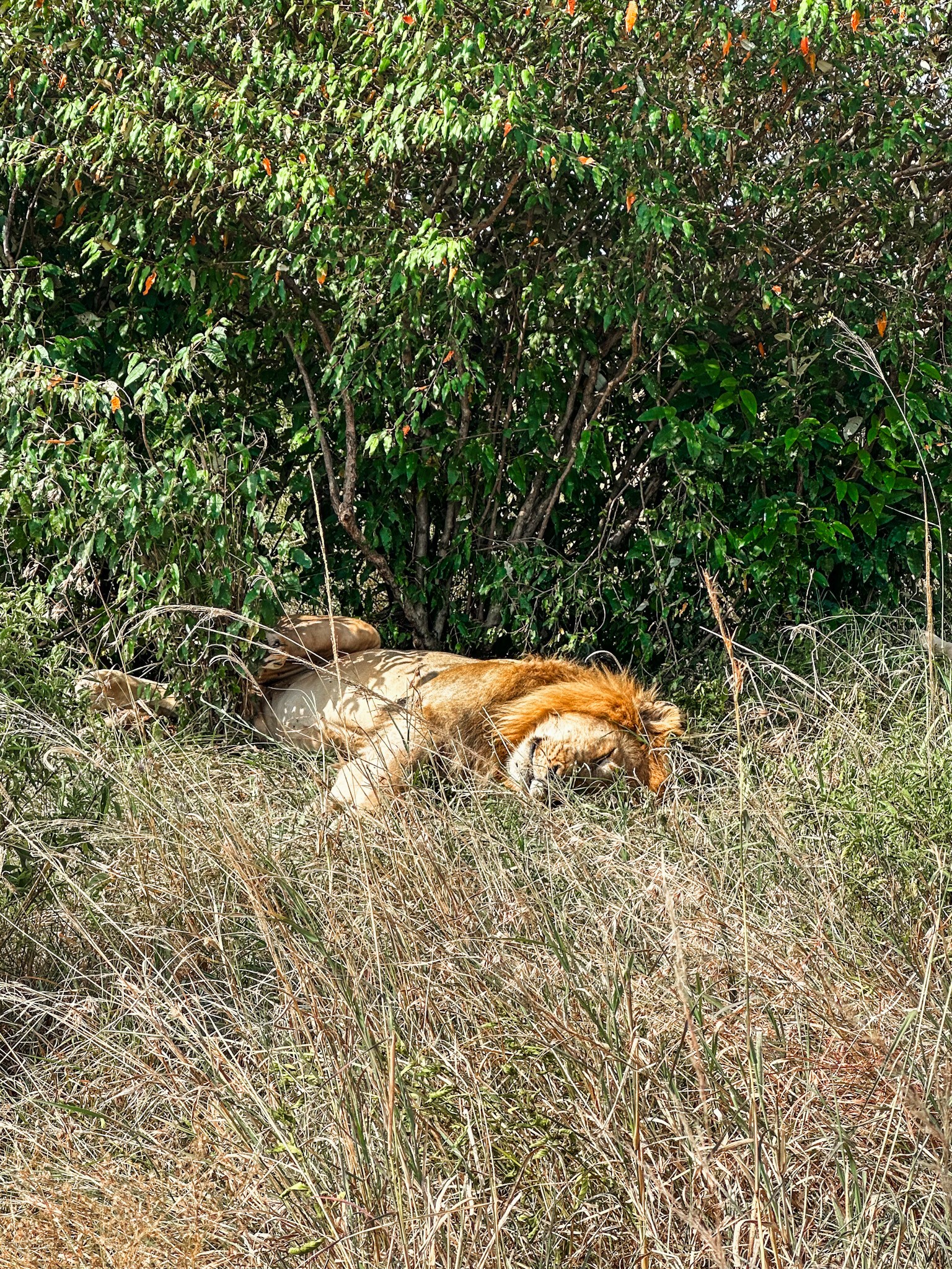 Witnessing the Great Migration in Masai Mara: The Ultimate Safari ...