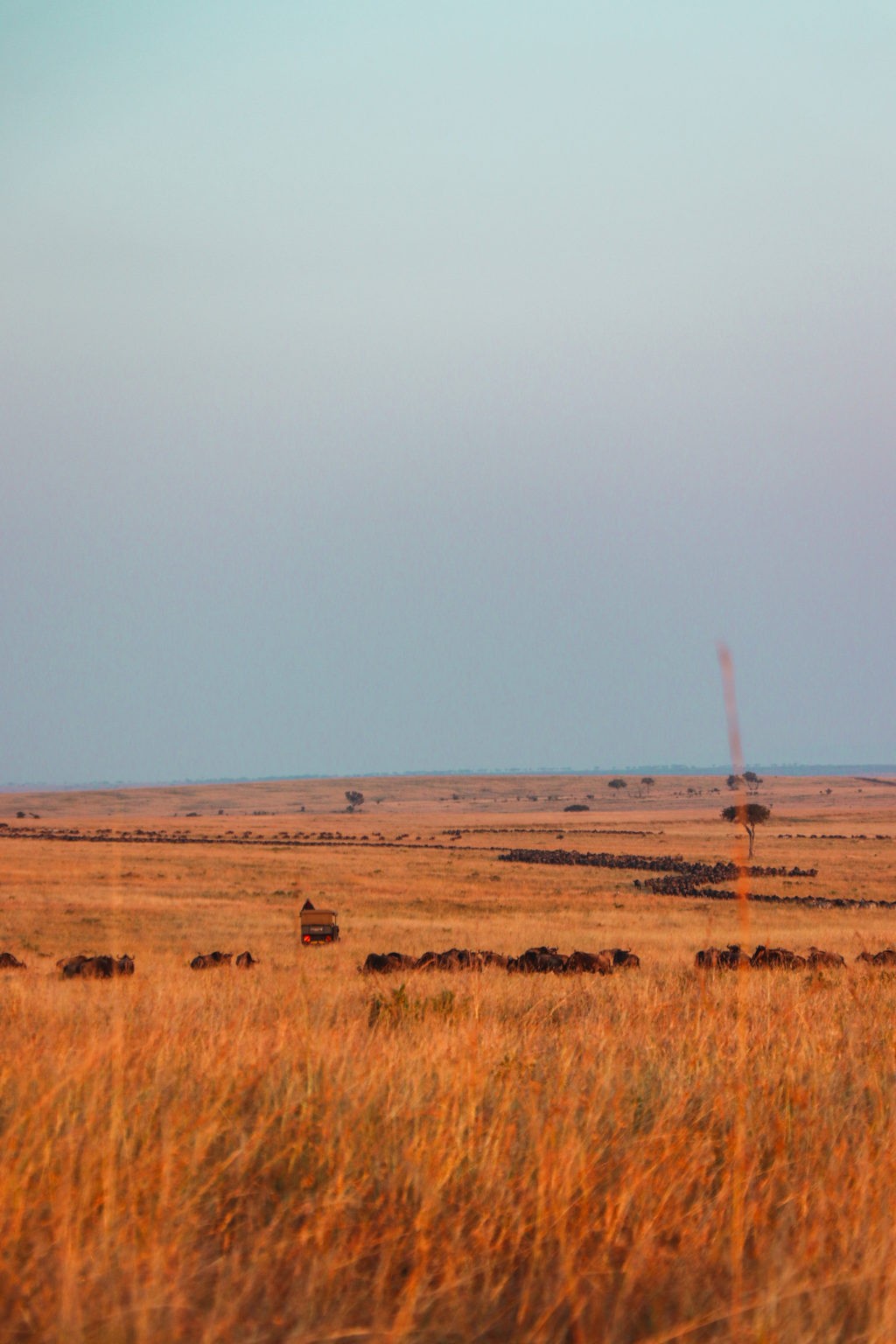 Witnessing the Great Migration in Masai Mara: The Ultimate Safari ...